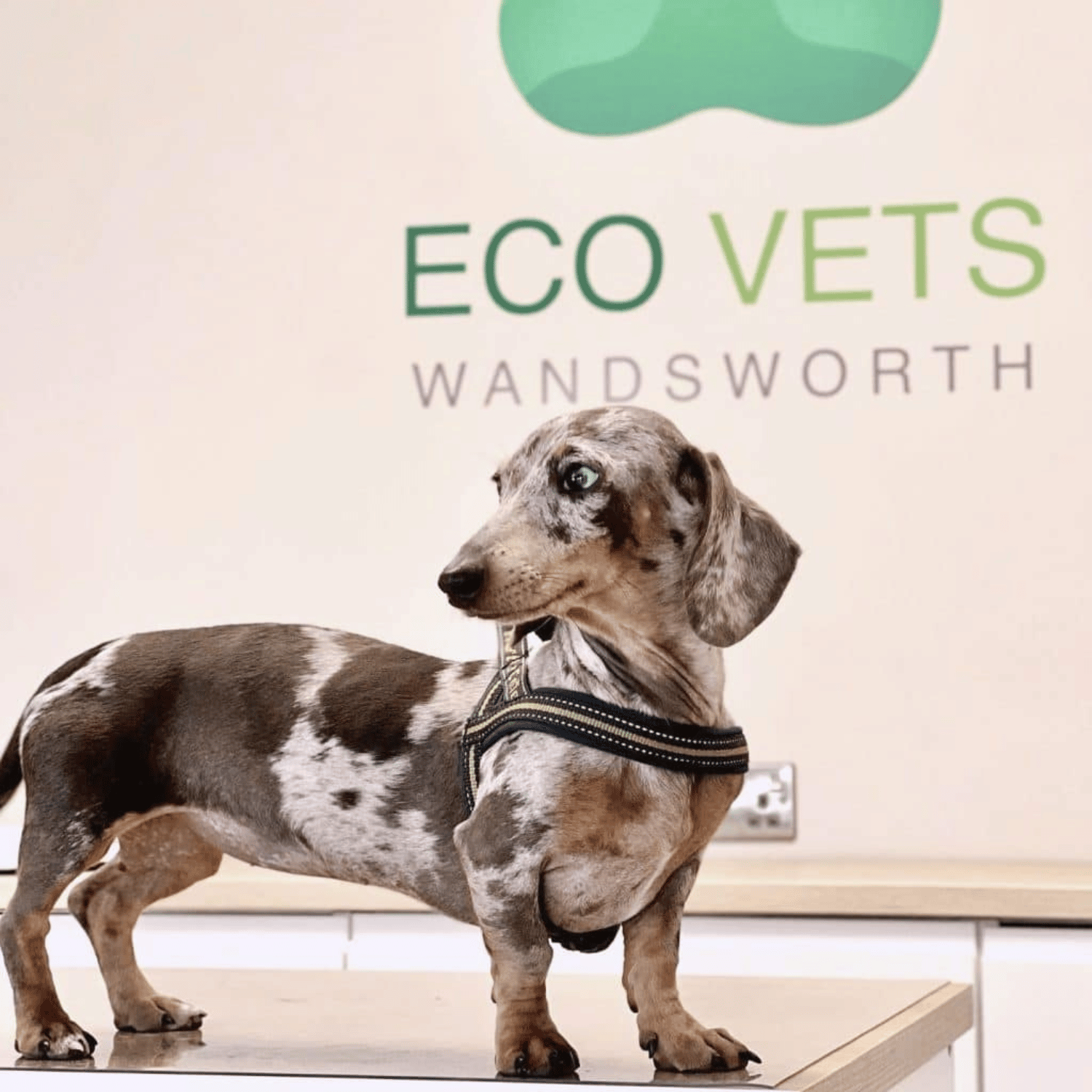 How Eco Vets Saves Both Pets and the Environment