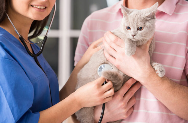 Mobile vets: benefits for pets and their parents