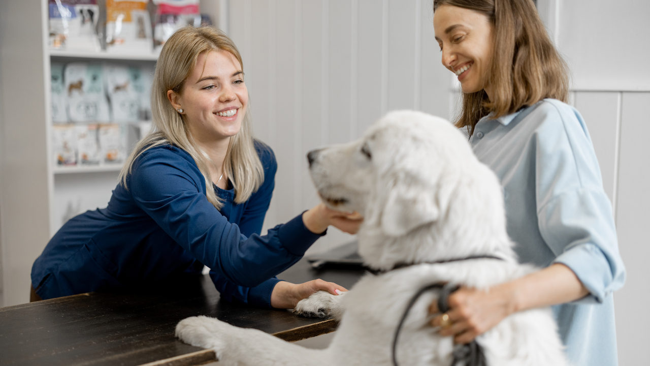 Communication Strategies for Veterinary Teams